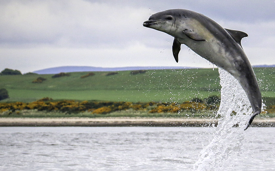 Whales & dolphins all around the UK now! - Mature Times