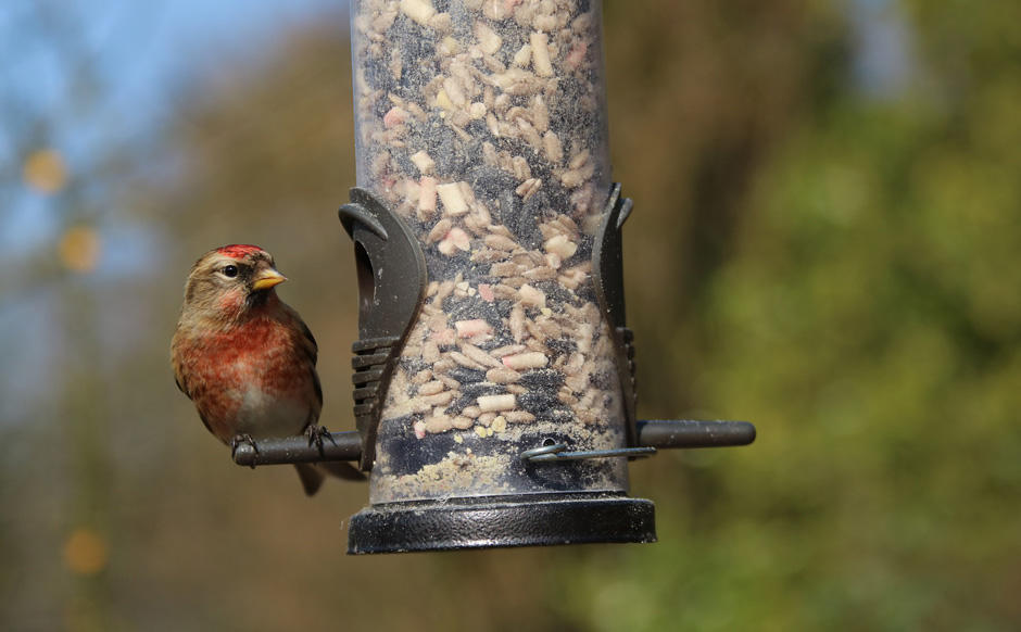 linnet bird feeder - Mature Times