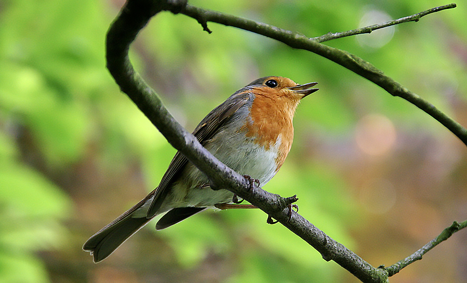 Signs of spring at last! - Mature Times