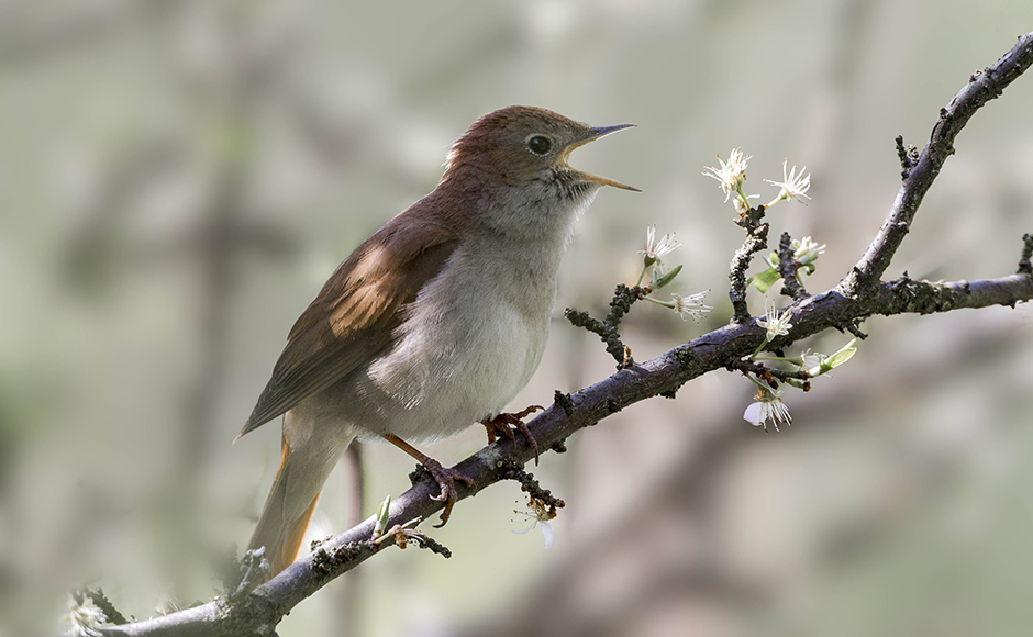 National Nightingale Festival celebrates this singing superstar ...